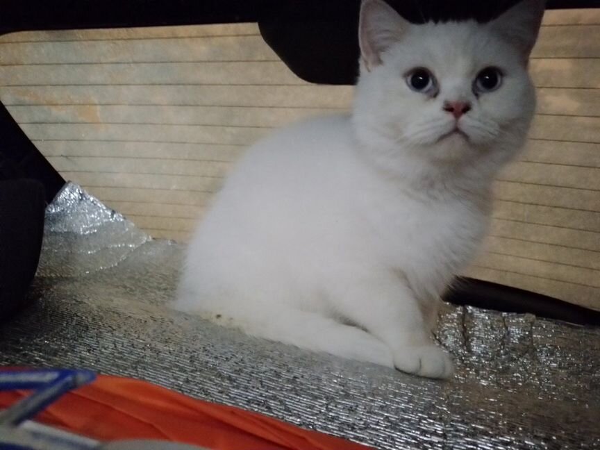 Белоснежка в ответственные руки