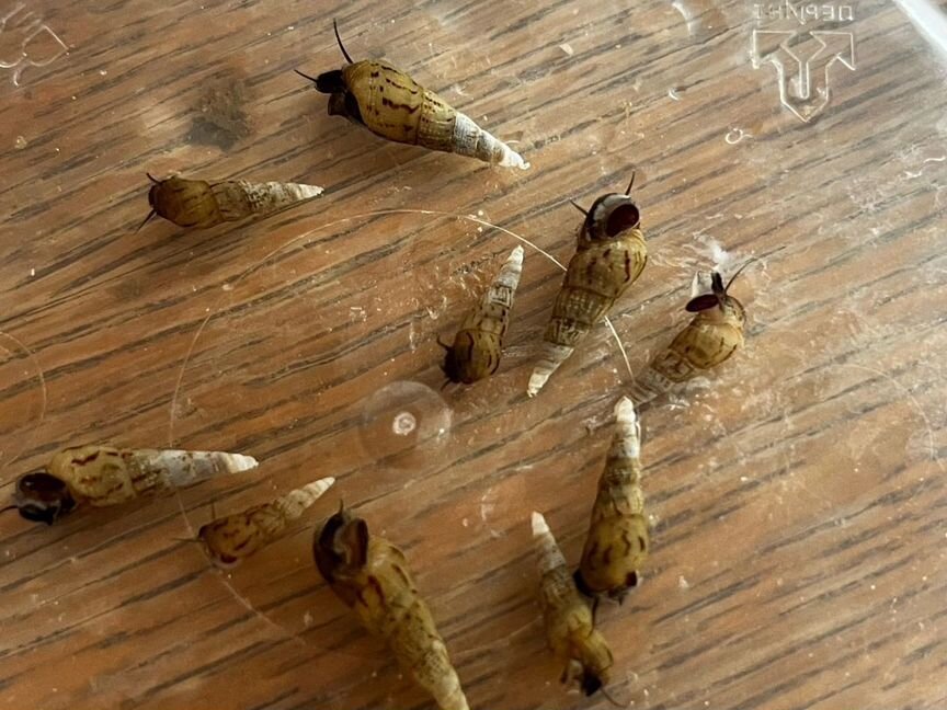 Улитки аквариумные