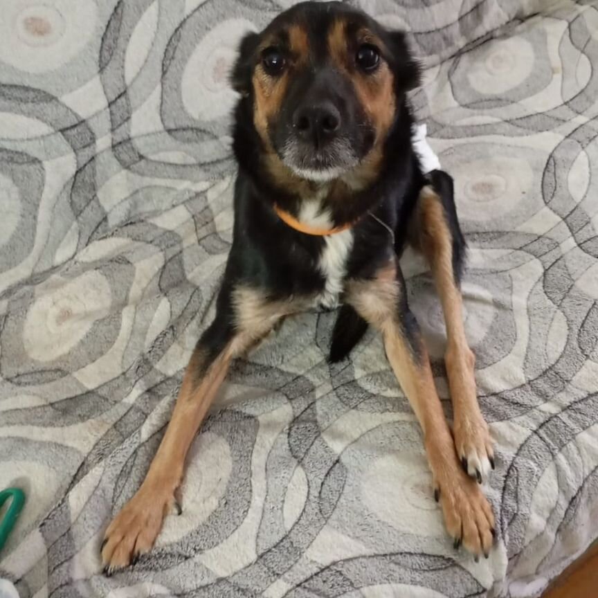 Взрослая собака в добрые руки