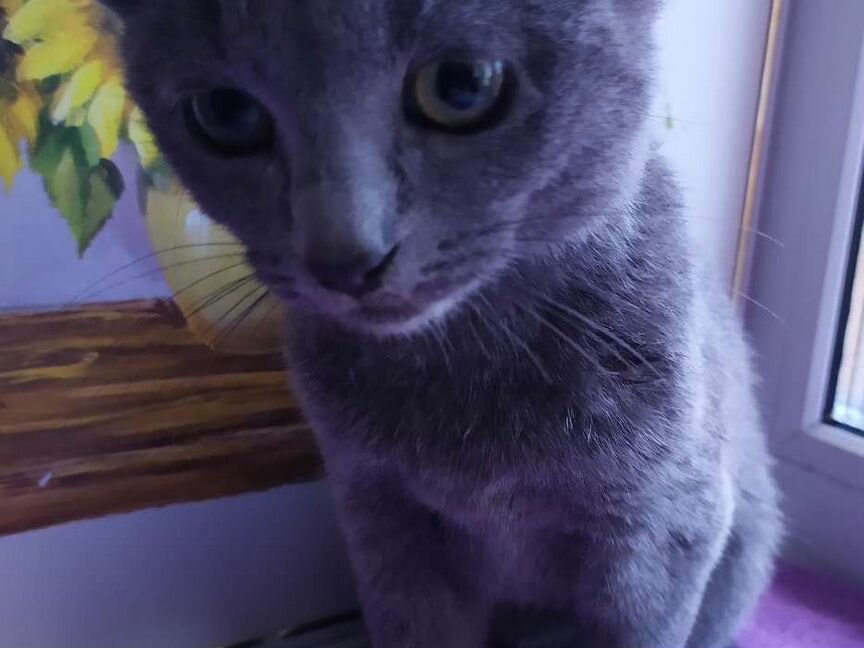 Котёнок Русская голубая девочка