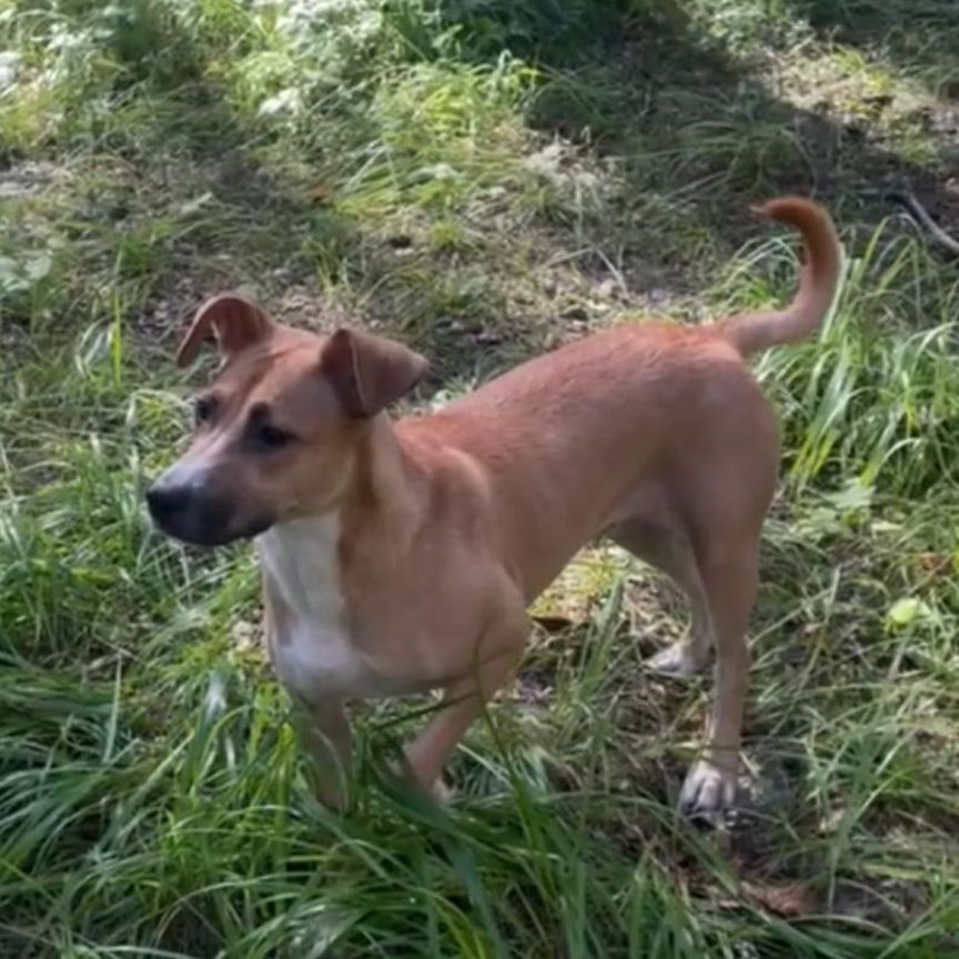 Стаффорд в добрые руки