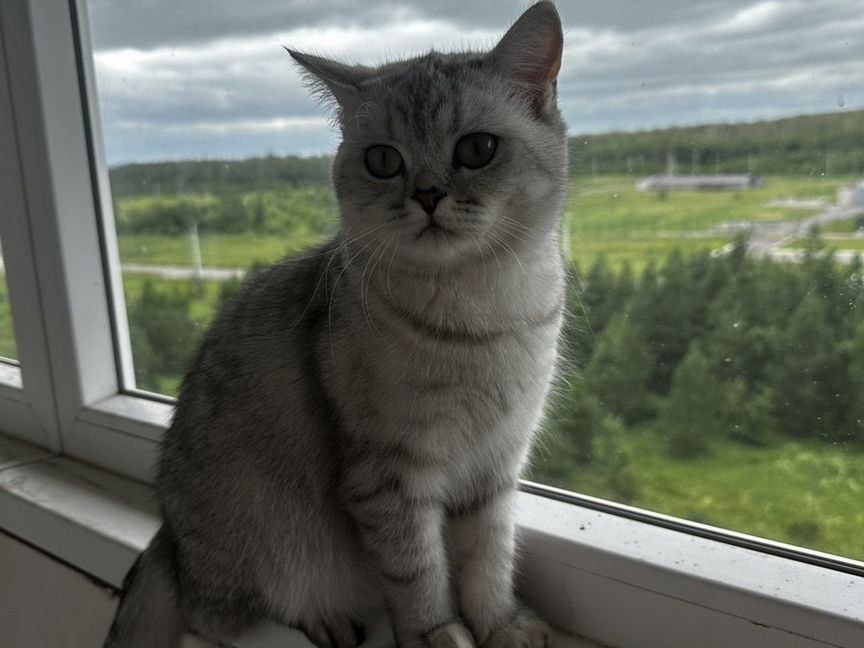 Британка+шотландка