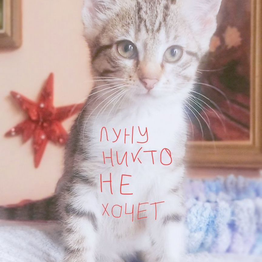 Луну никто не хочет
