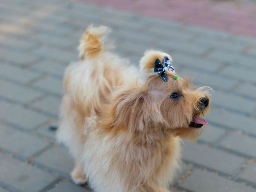 Мальтипу мини подрощенный щенок