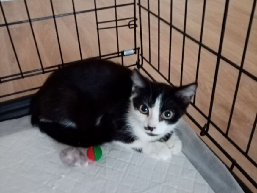 Кошка в дар бесплатно