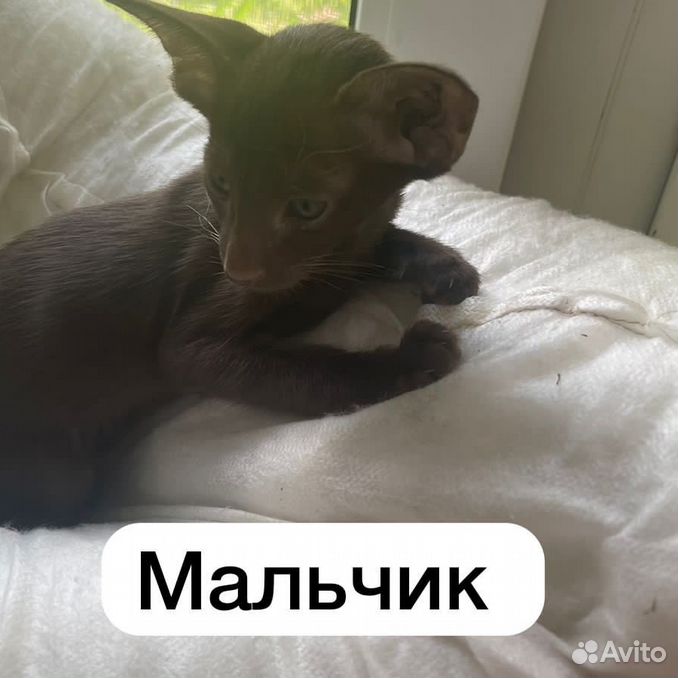 Ориентальные котята экстрим