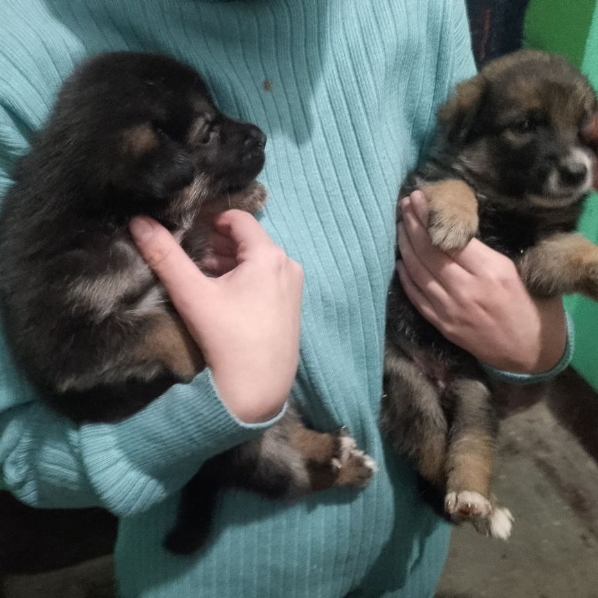 В добрые руки полукровки