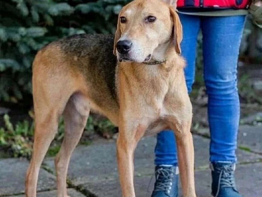 Гончак Герман ищет дом, в добрые руки