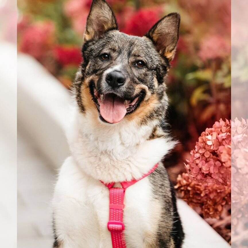 Взрослая собака в добрые руки