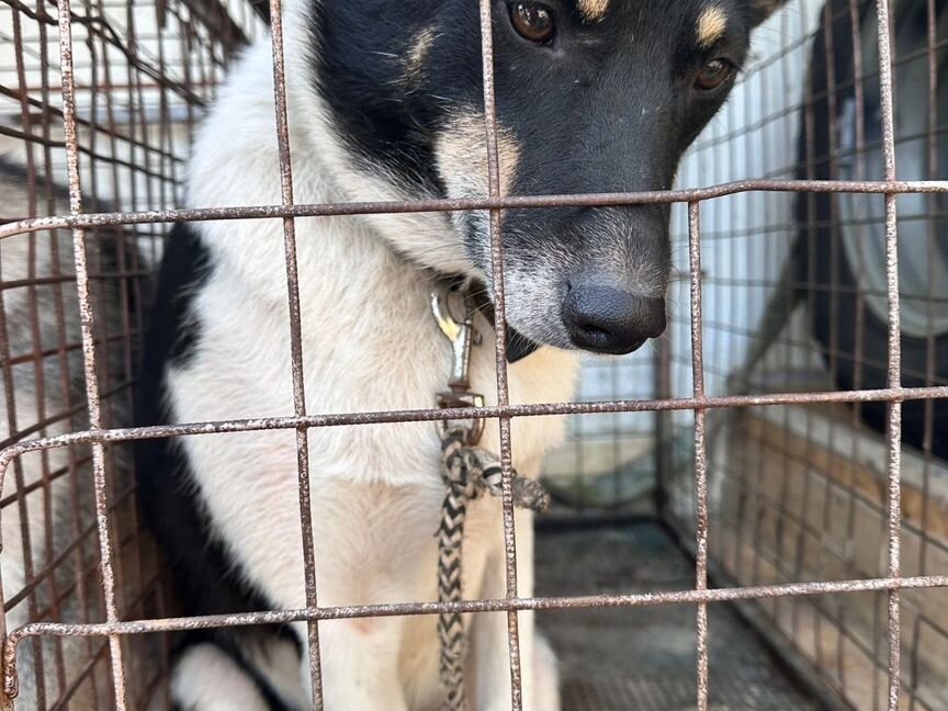 Лайка (фенотип)