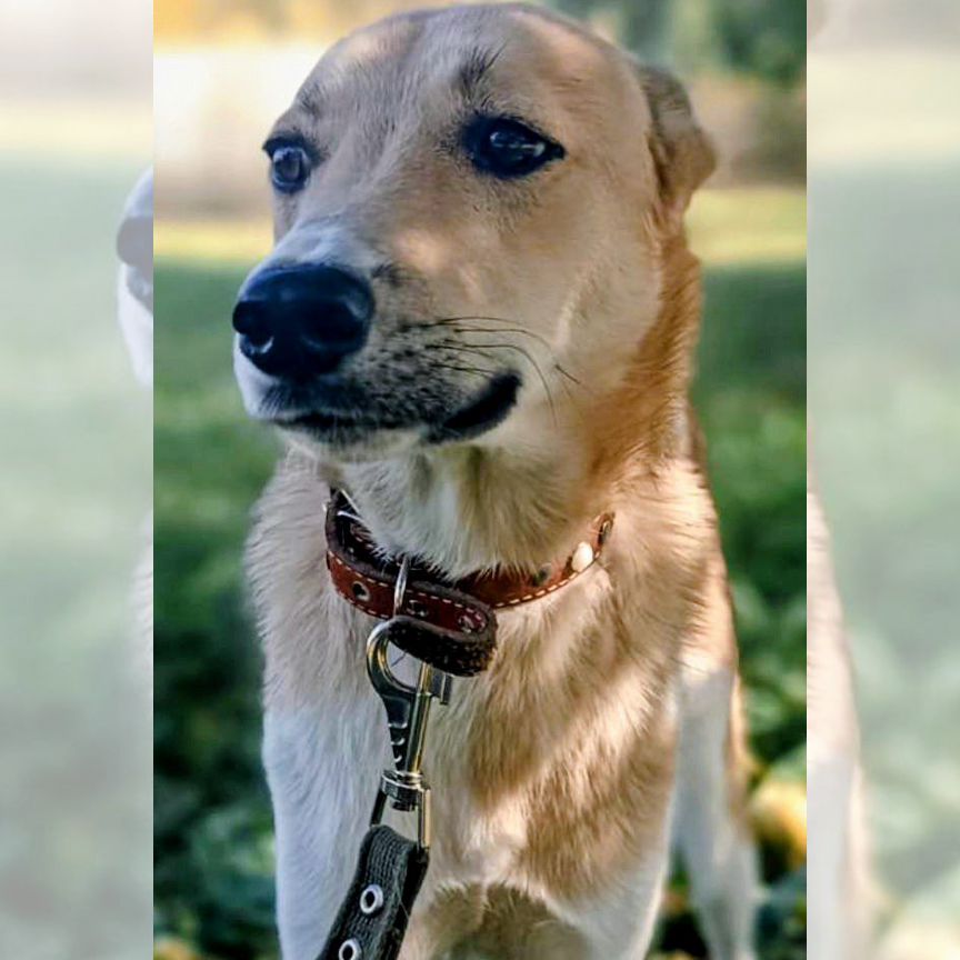 Взрослая собака в добрые руки