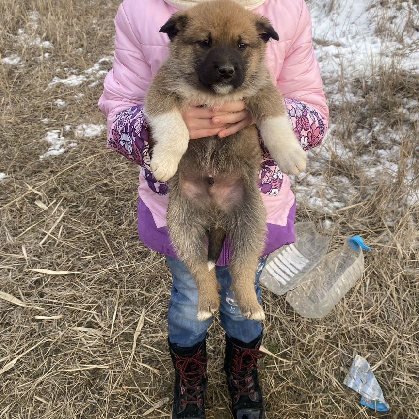 В добрые руки щенята 3 мальчика