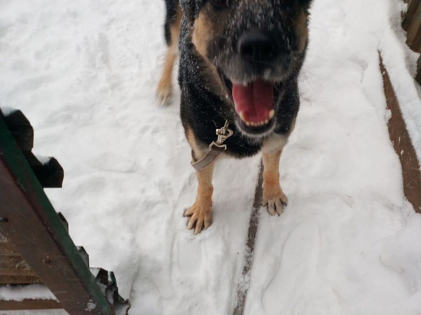 Собака в добрые руки