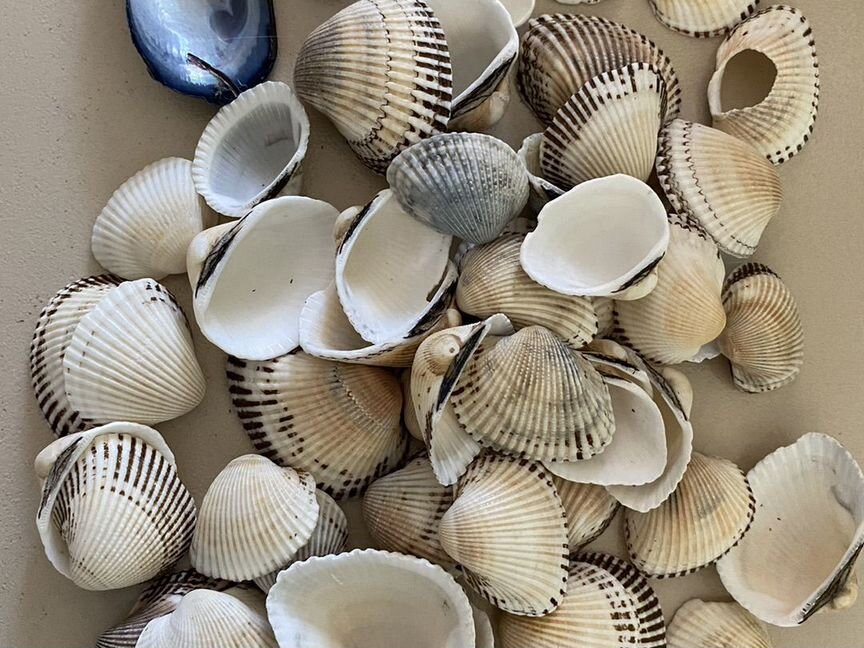 Морские ракушки для декора и аквариума