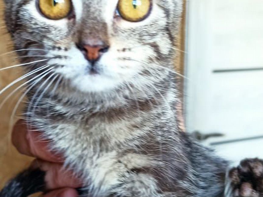 Котятки в добрые руки