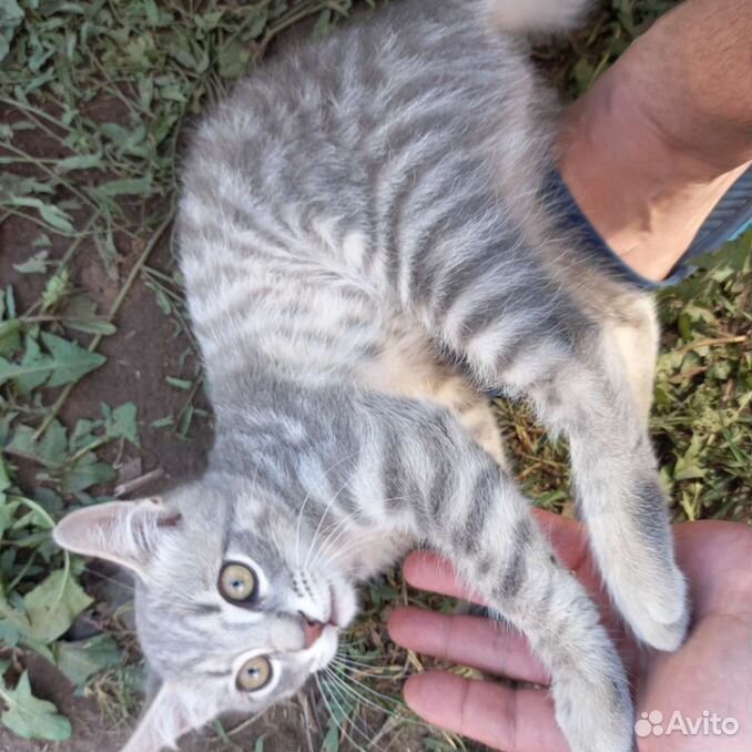 Котёнок шотландец