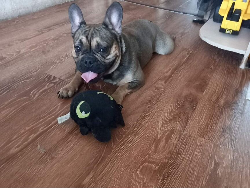 Французский бульдог девочка 2.5 года