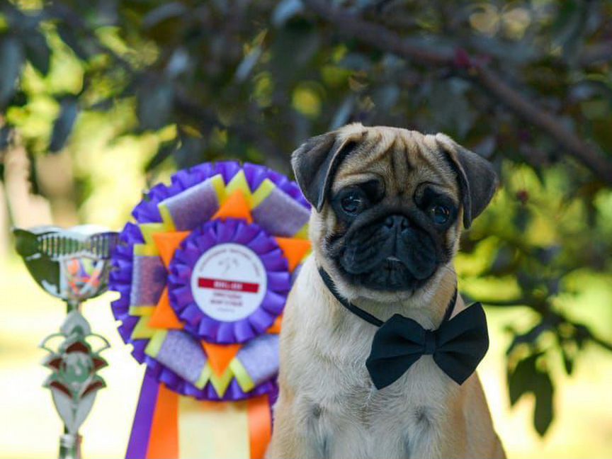 Щенки мопса