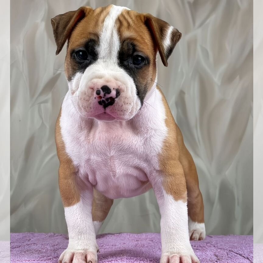 Американский стаффордширский терьер, щенок