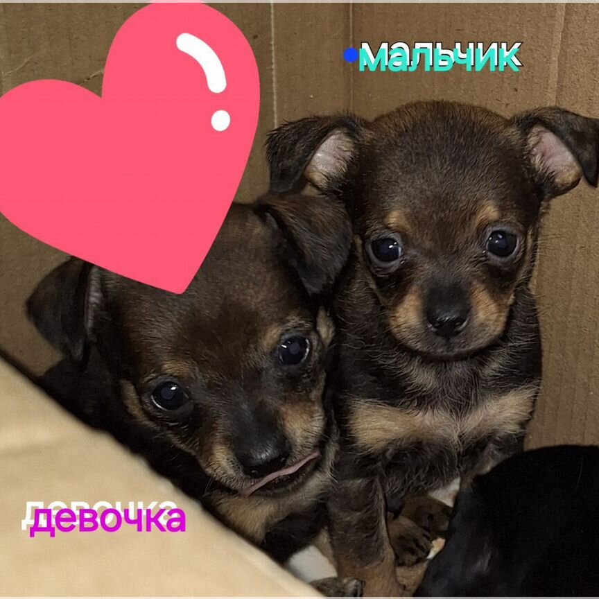 Русский той-терьер, щенок