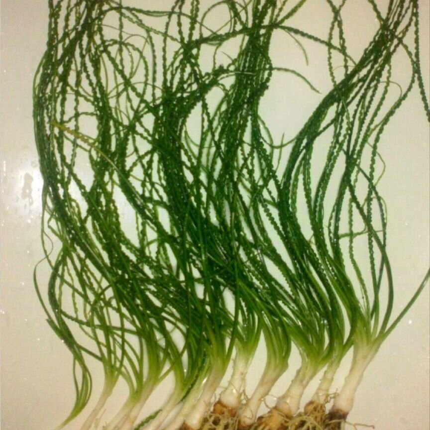 Кринум волнистый