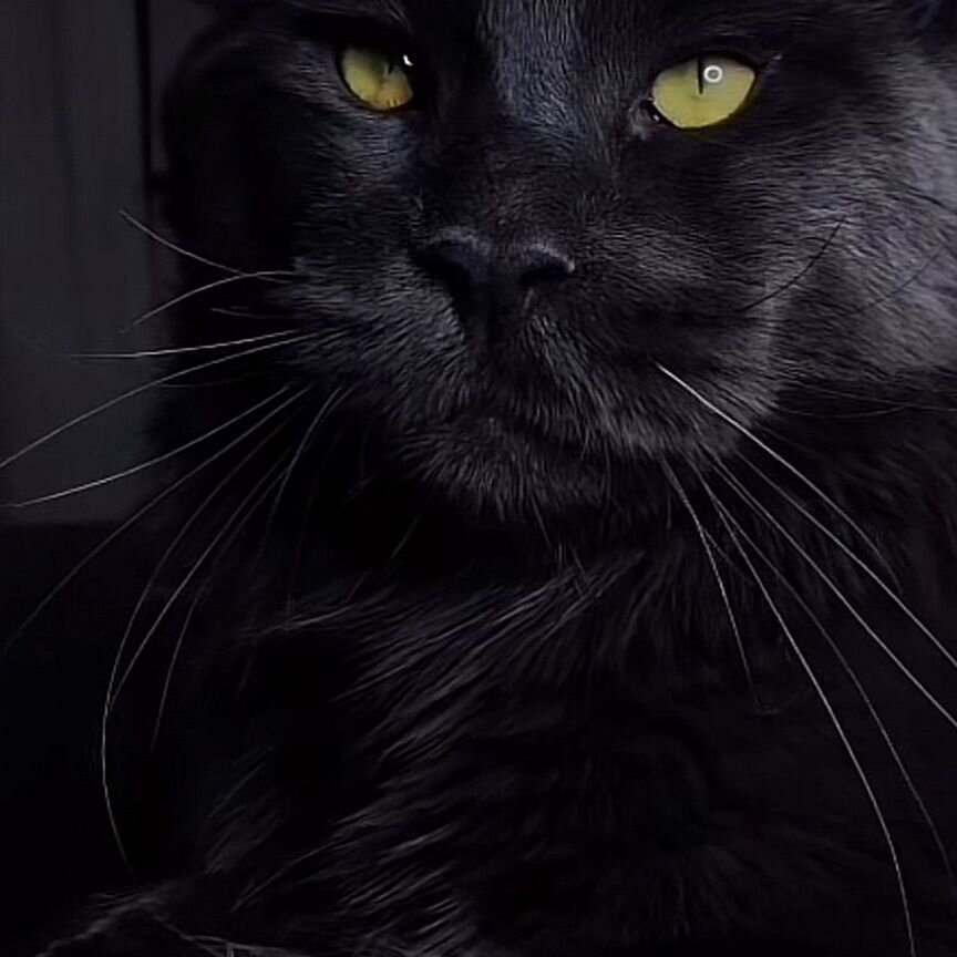 Мейн-кун вязка