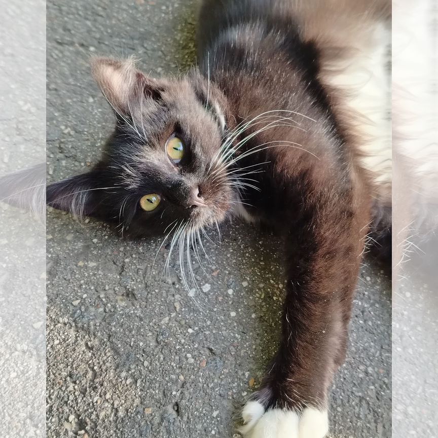 Котенок 4 месяца