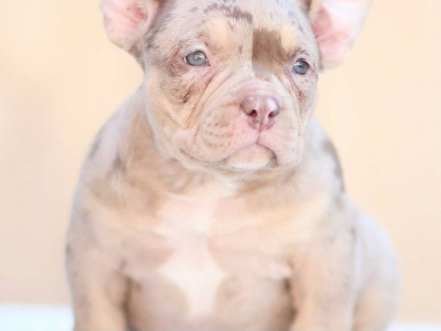 Щенки American Bully. Щенки Американского Булли