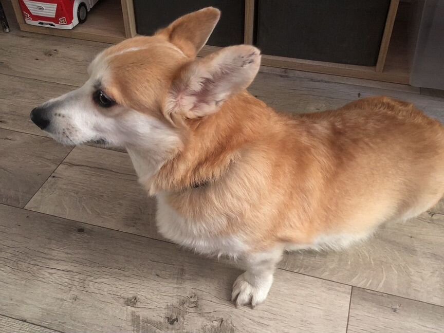 Вельшкорги пемброк