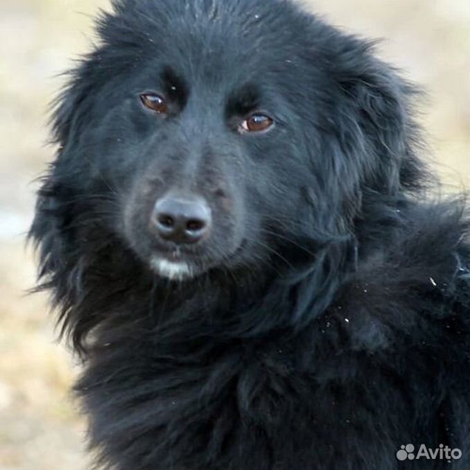 Бесплатно собака Маргоша