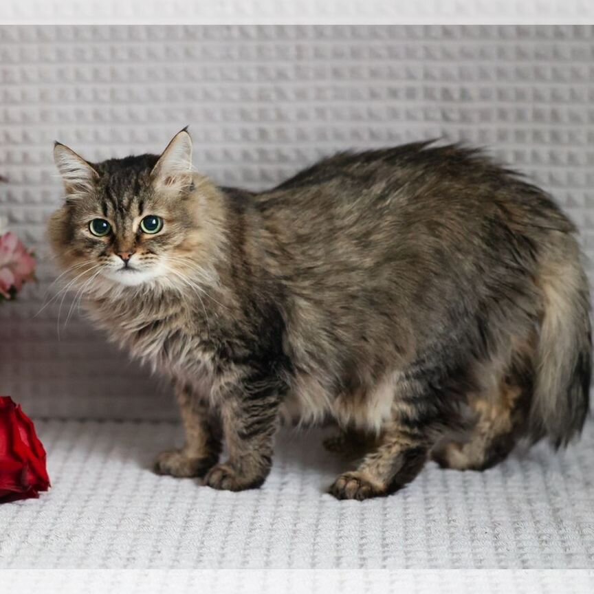 Сибирская, взрослая кошка