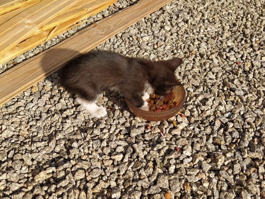 Котята в добрые руки 1 месяц