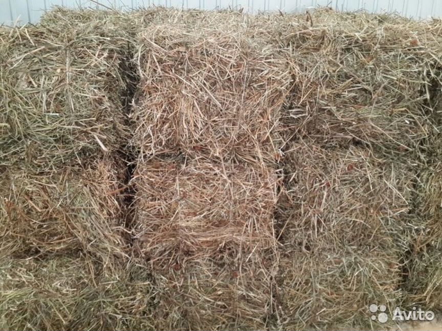 Продаю сено в брикетах