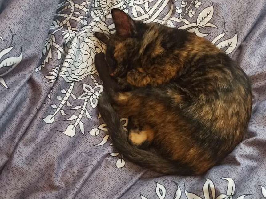 Кошки в добрые руки бесплатно