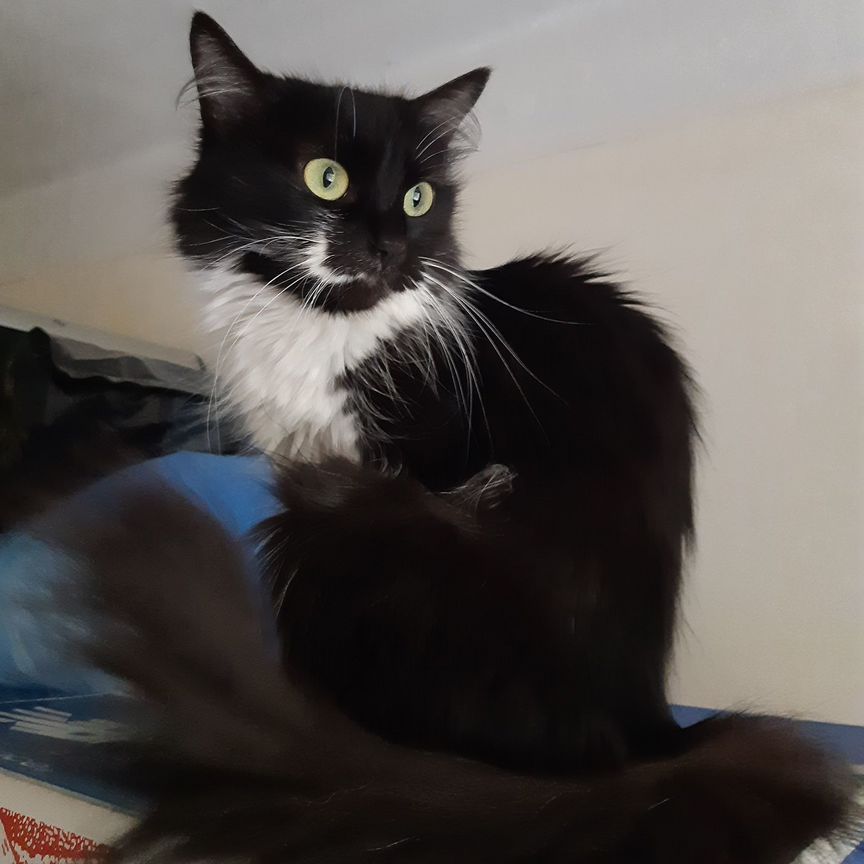 Потерялась кошка