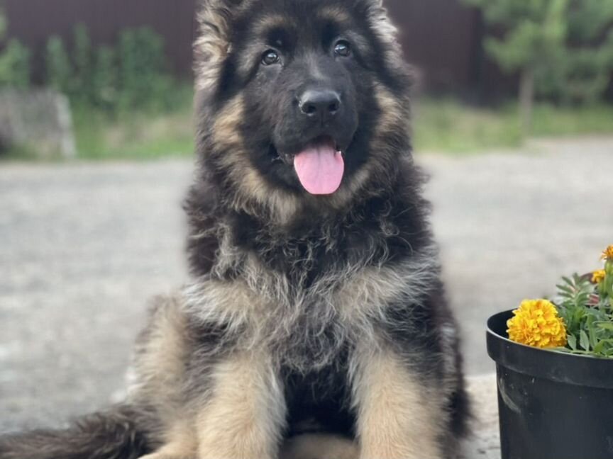 Отличный щенок 2 месяца