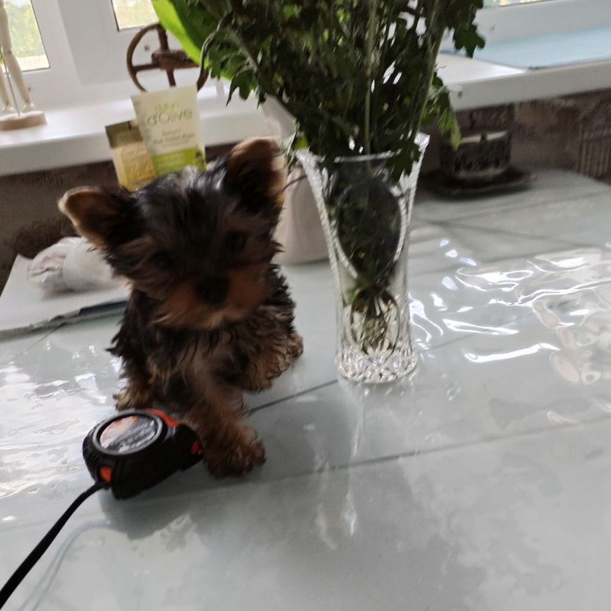 Йоркширский терьер мини