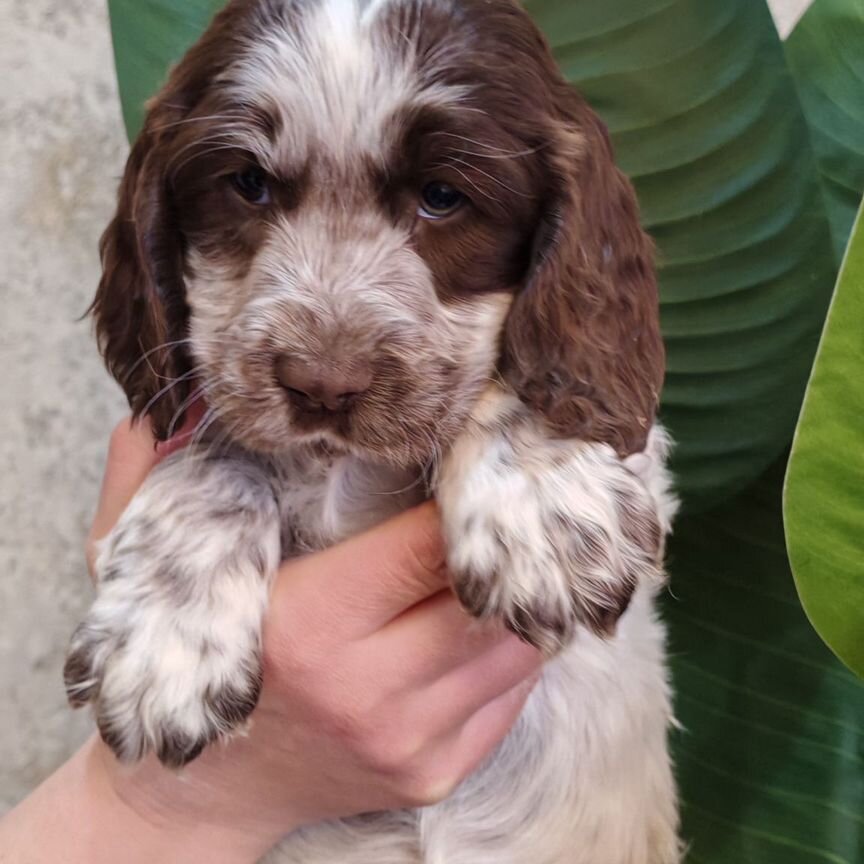 Шикарные щенки рос