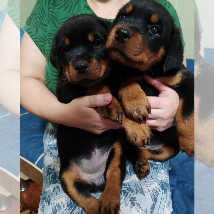 Ротвейлер, щенок