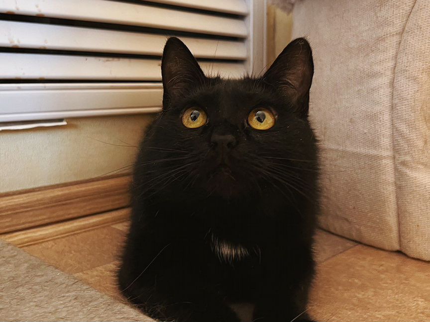 Баффи ищет дом