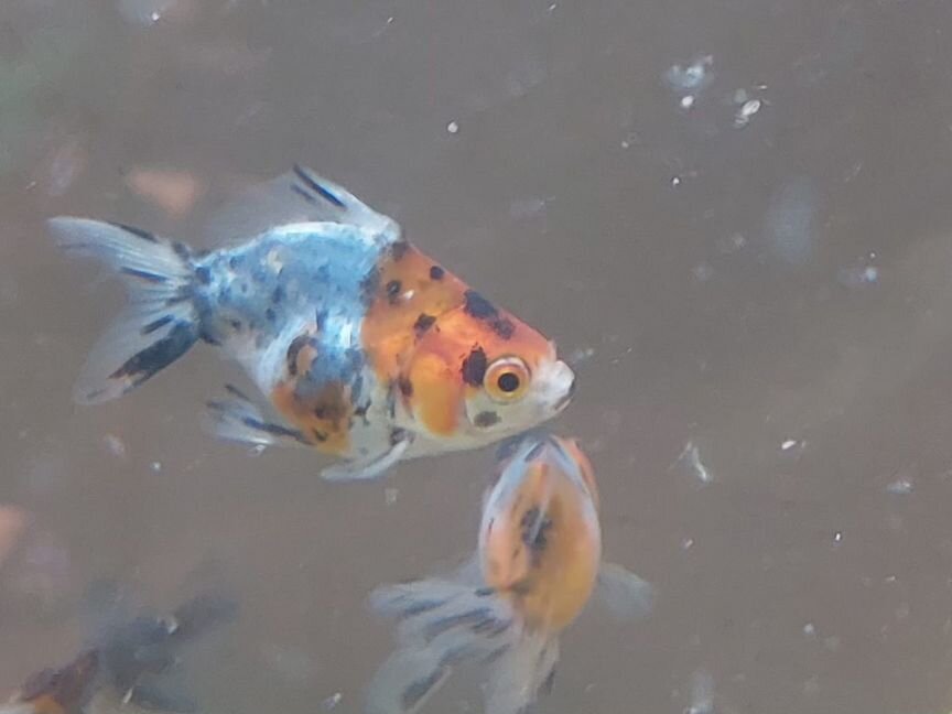 Риукин ситцевый