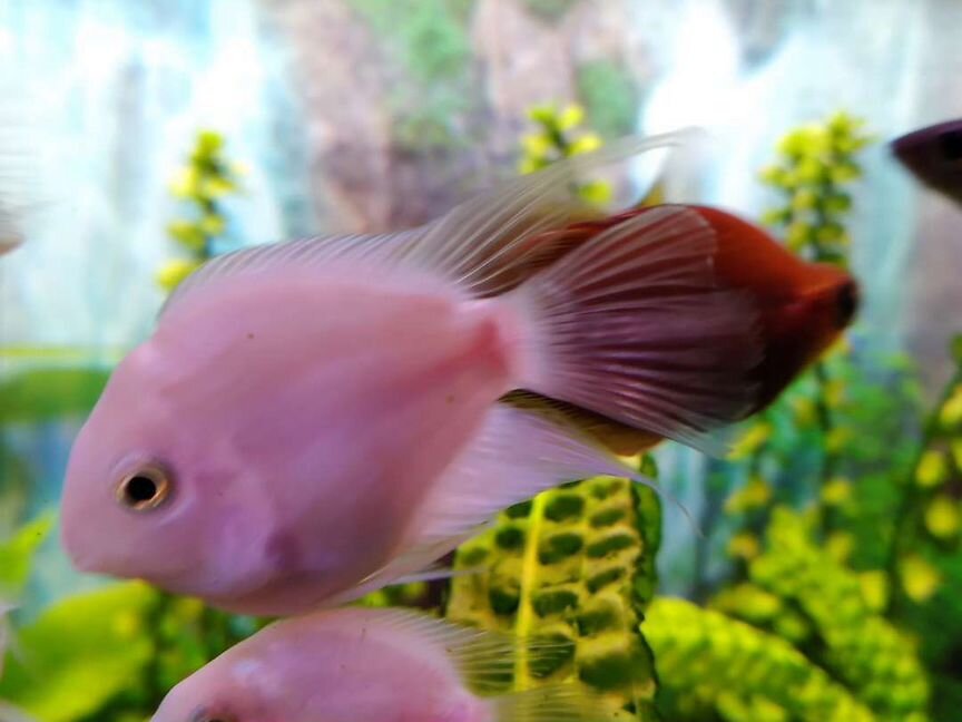 Мини попугай платиновый