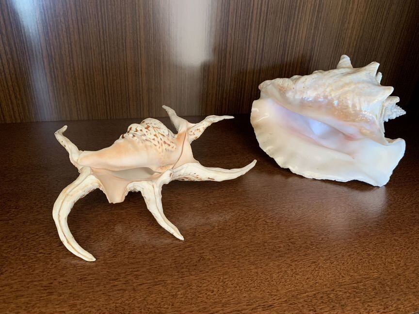 Ракушки 2 шт