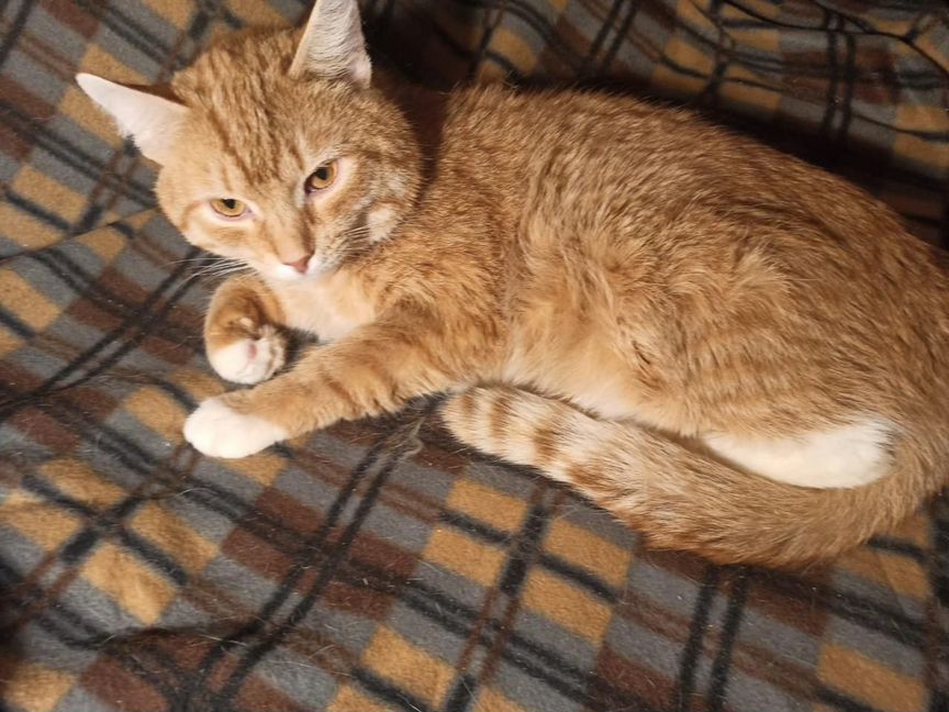 Котик Брюс