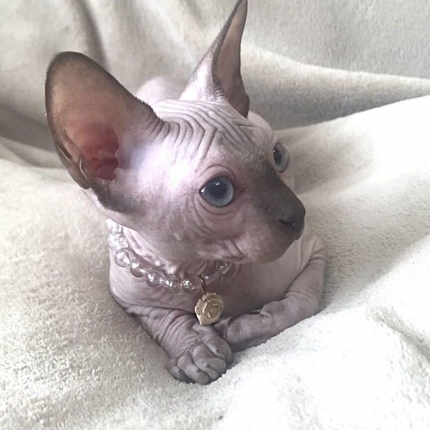 Канадский сфинкс котенок девочка