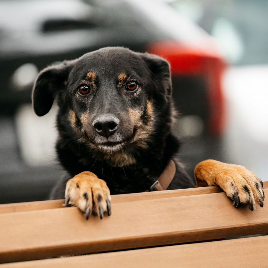 Собака в добрые руки отдам бесплатно