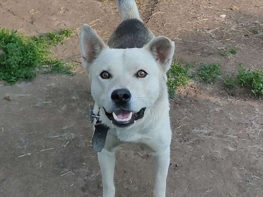 Злая собака