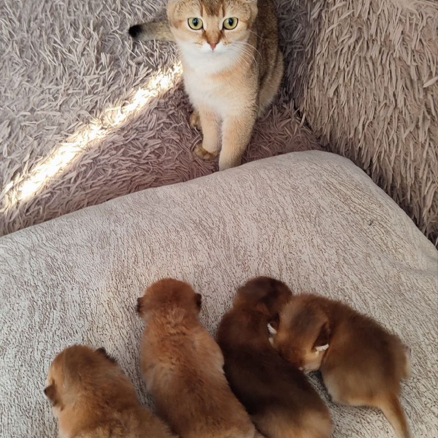 Котята золотая шиншилла