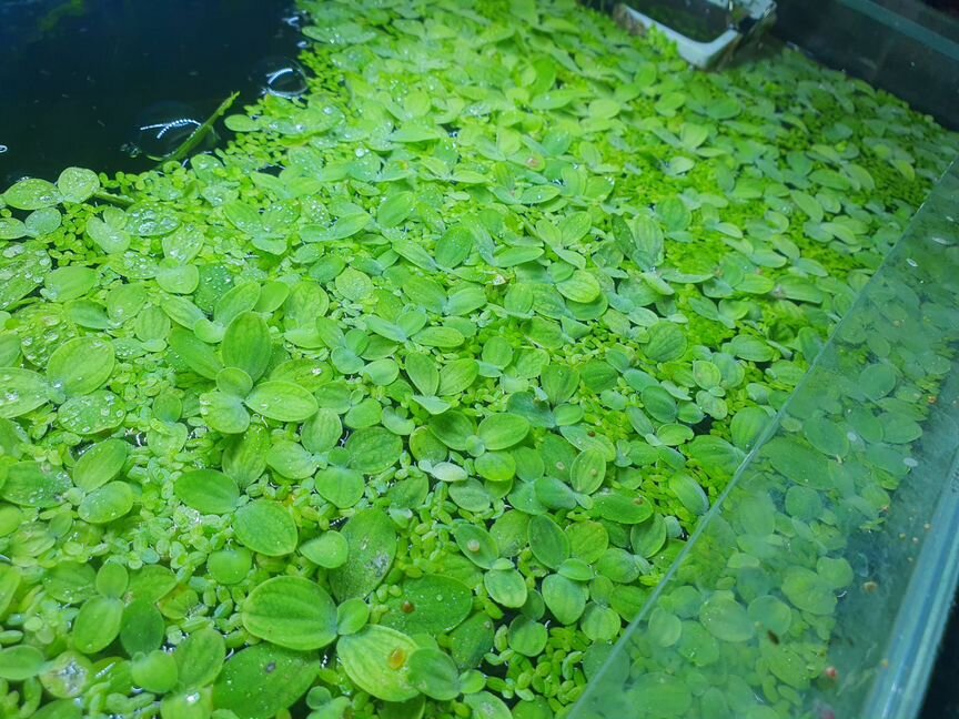 Ряска и пистия