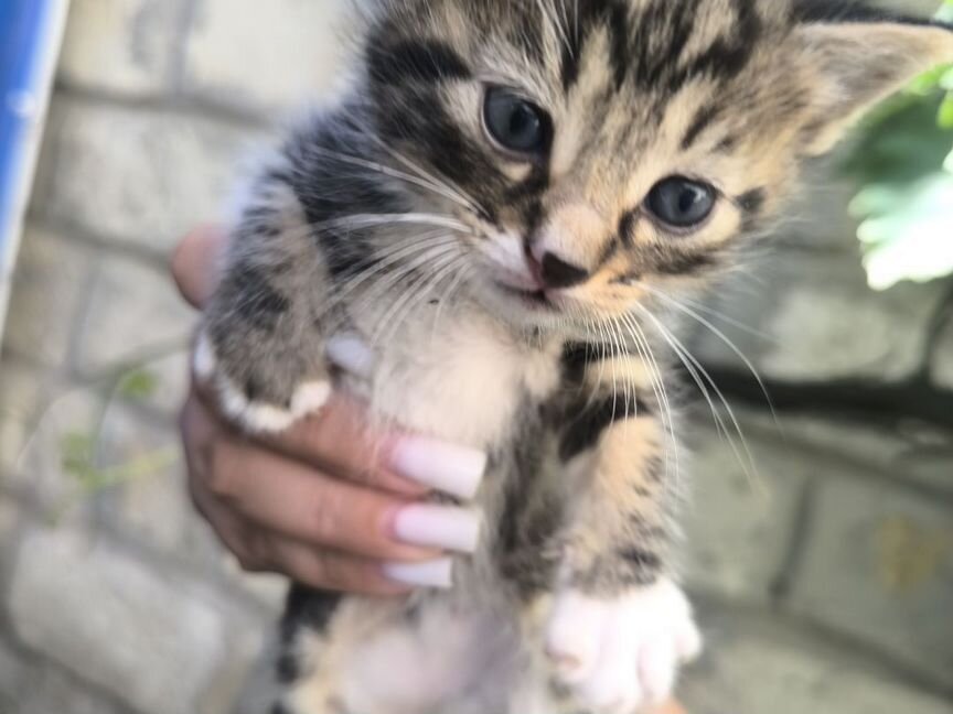 Дети мучают котят в гостевом доме Помогите